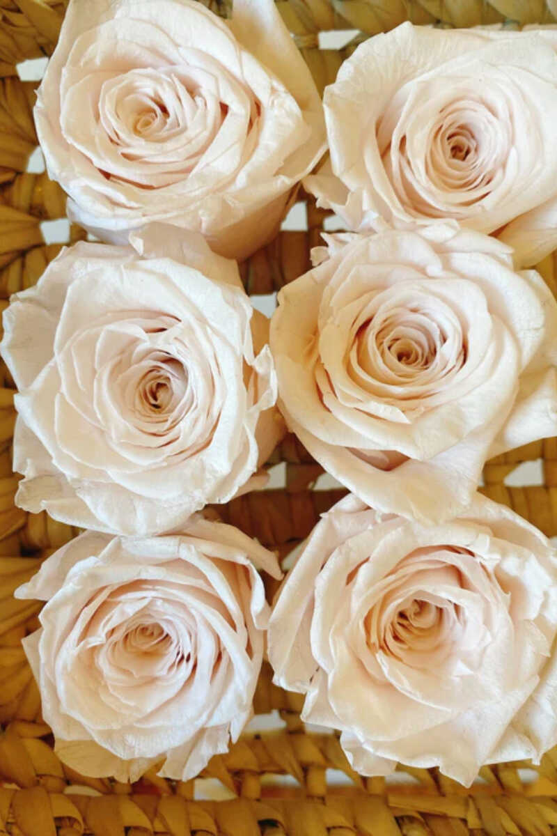 Fleurs séchées en vrac "Roses d'Aphrodite" | Monsieur Flower